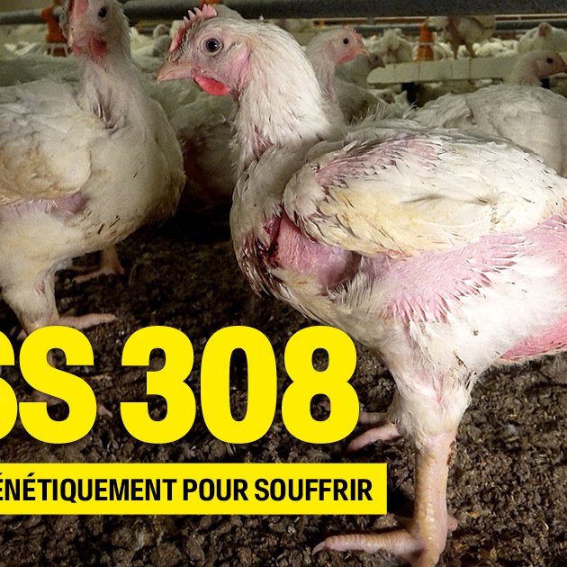 Ross 308 – sélectionnés génétiquement pour souffrir ‧ Observatoire du ...