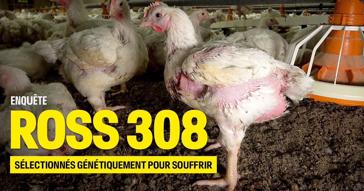 Ross 308 – sélectionnés génétiquement pour souffrir ‧ Observatoire du ...